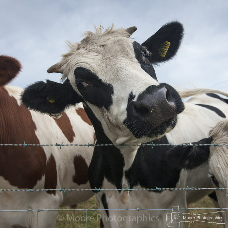 Farming Photography / Agricultural Photography - Moore Photographics
